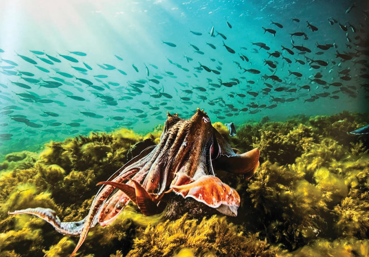 Cuttlefest Photography Exhibition | Whyalla