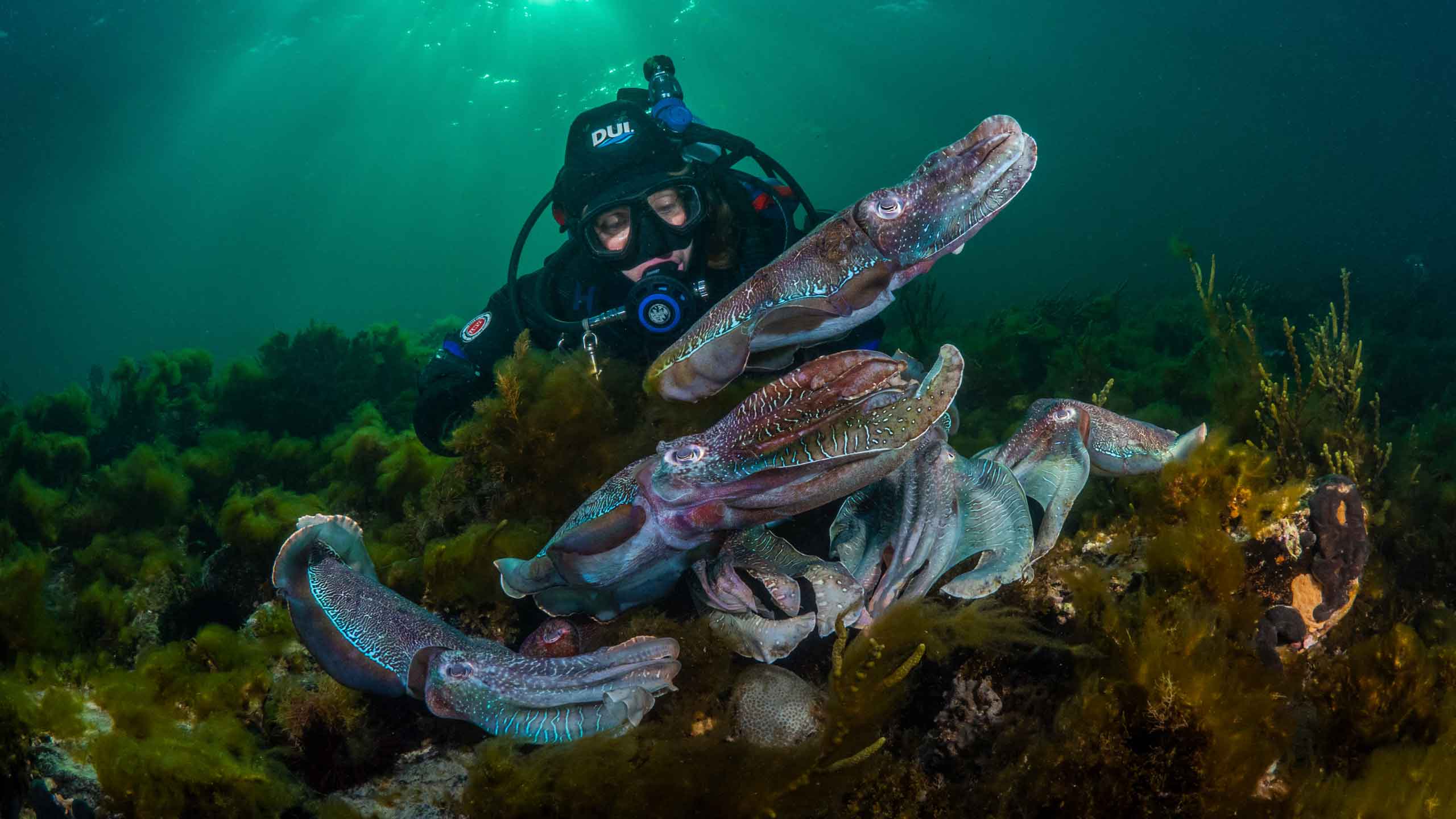 Cuttlefest | Whyalla