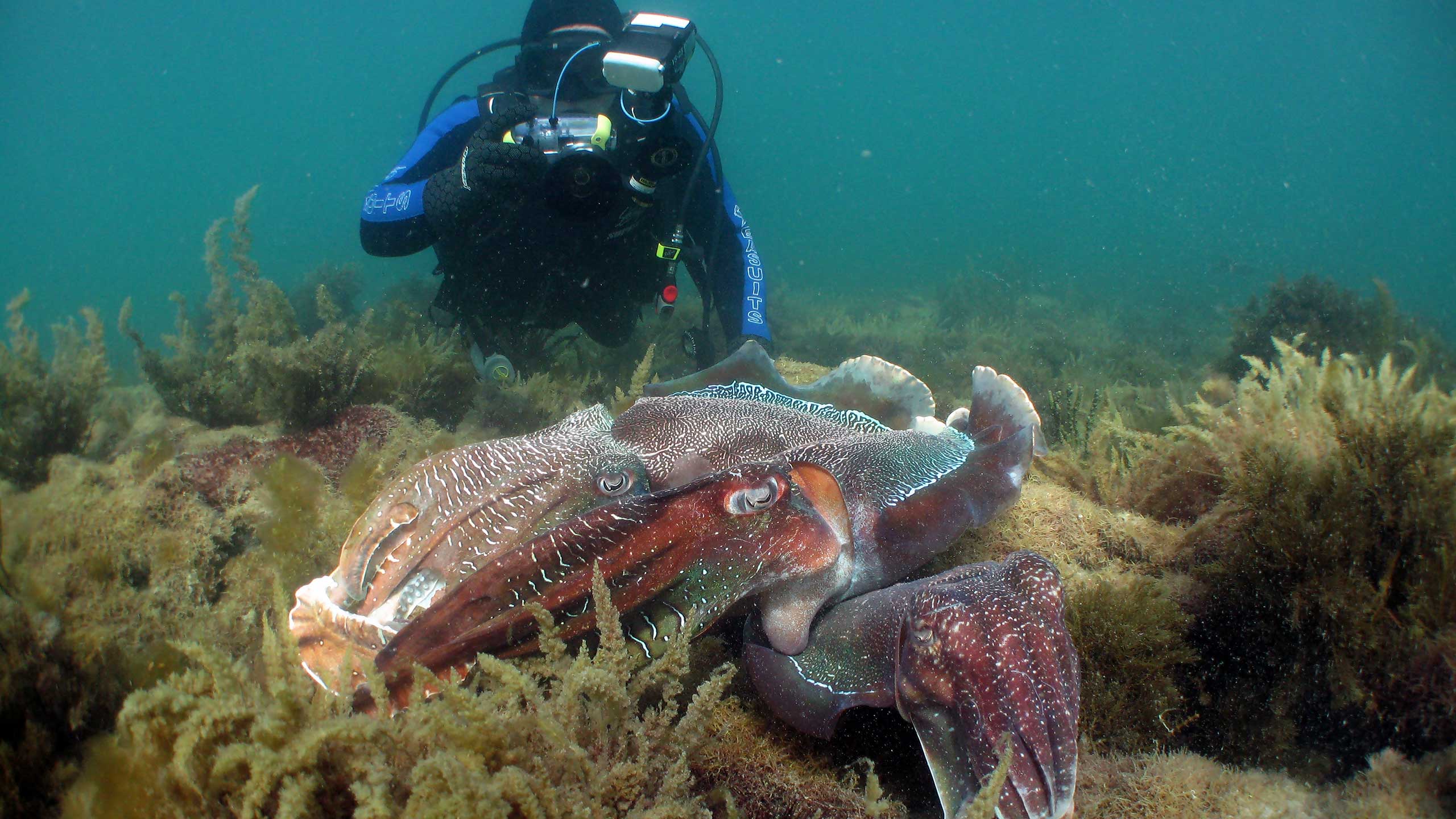 Giant Cuttlefish | Whyalla